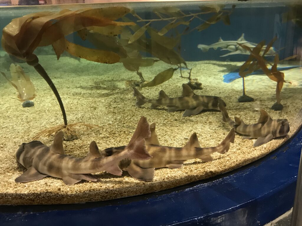 Pet Shark Tank